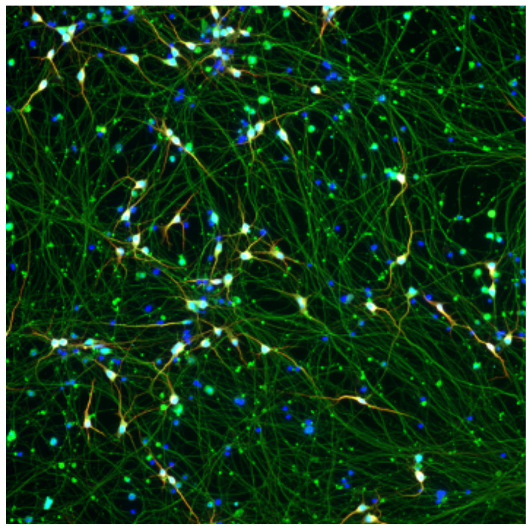 Research | Murphy Laboratory